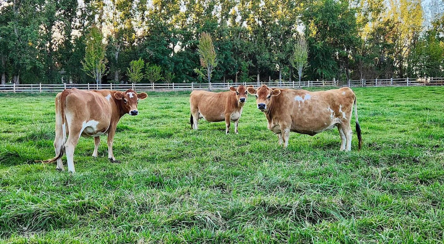 Bella's Mini Jerseys